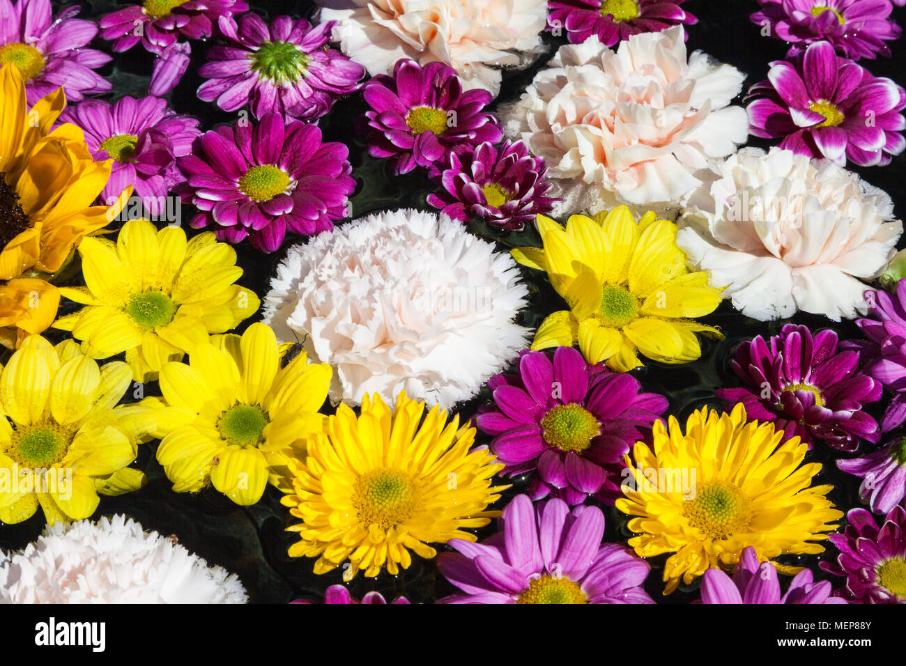 Floating Flowers Screensavers