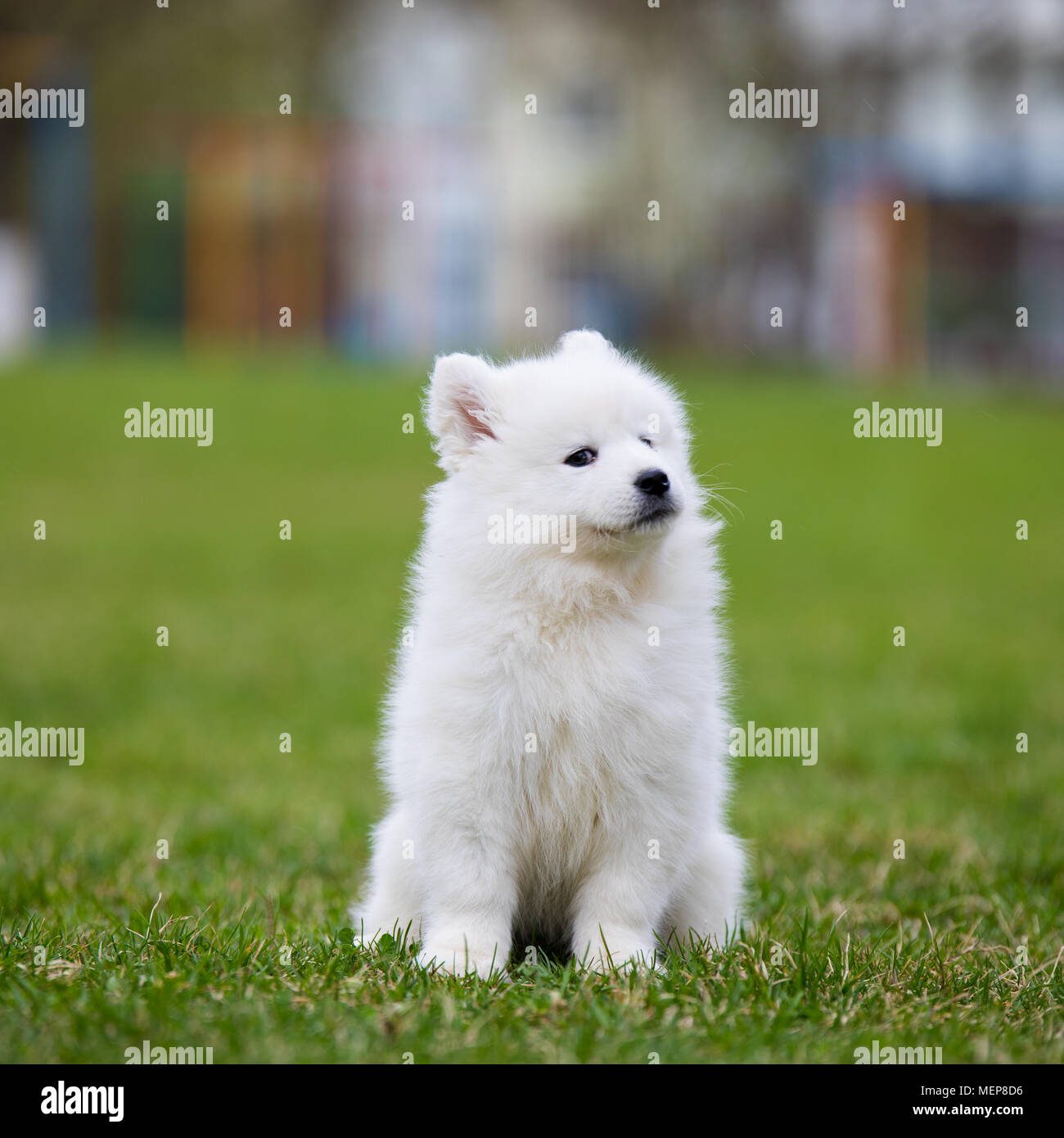 White Samoyed Puppy Dog Stock Photo - Alamy