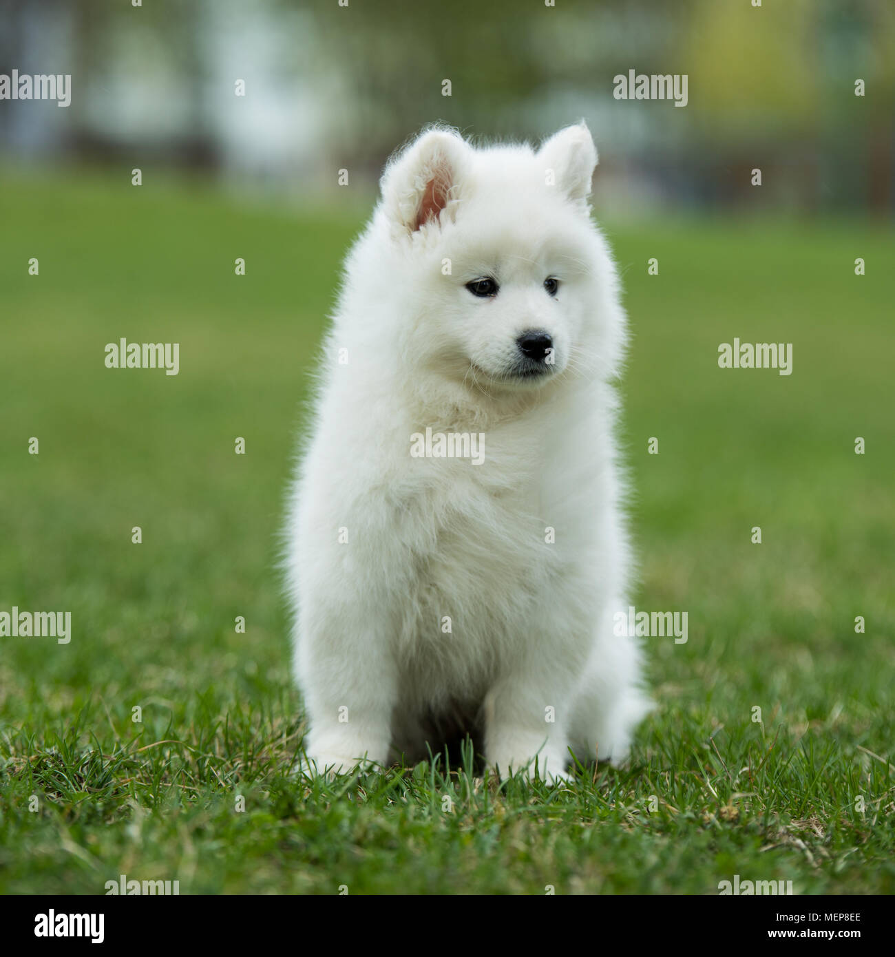 White Samoyed Puppy Dog Stock Photo - Alamy