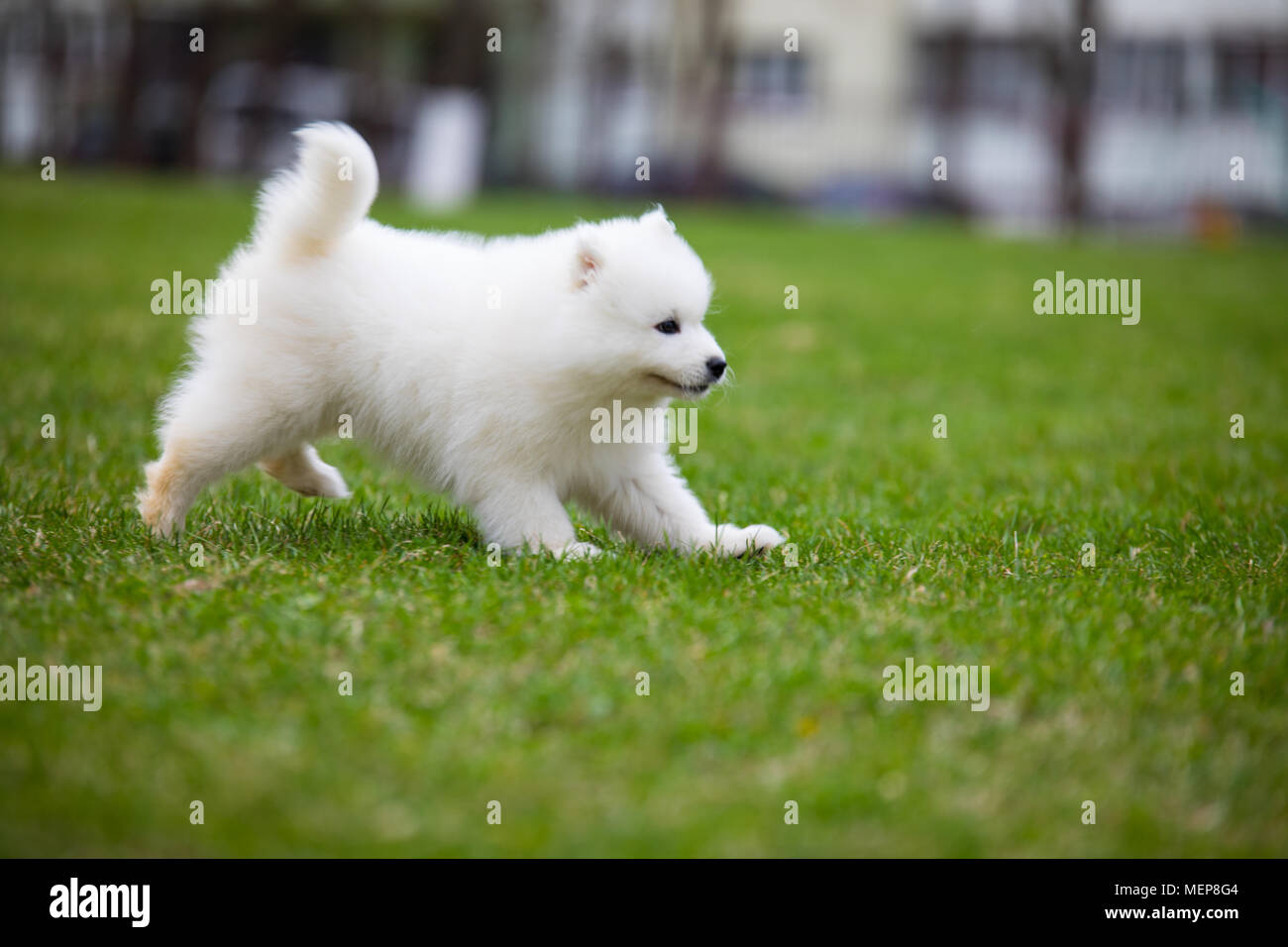 White Samoyed Puppy Dog Stock Photo - Alamy