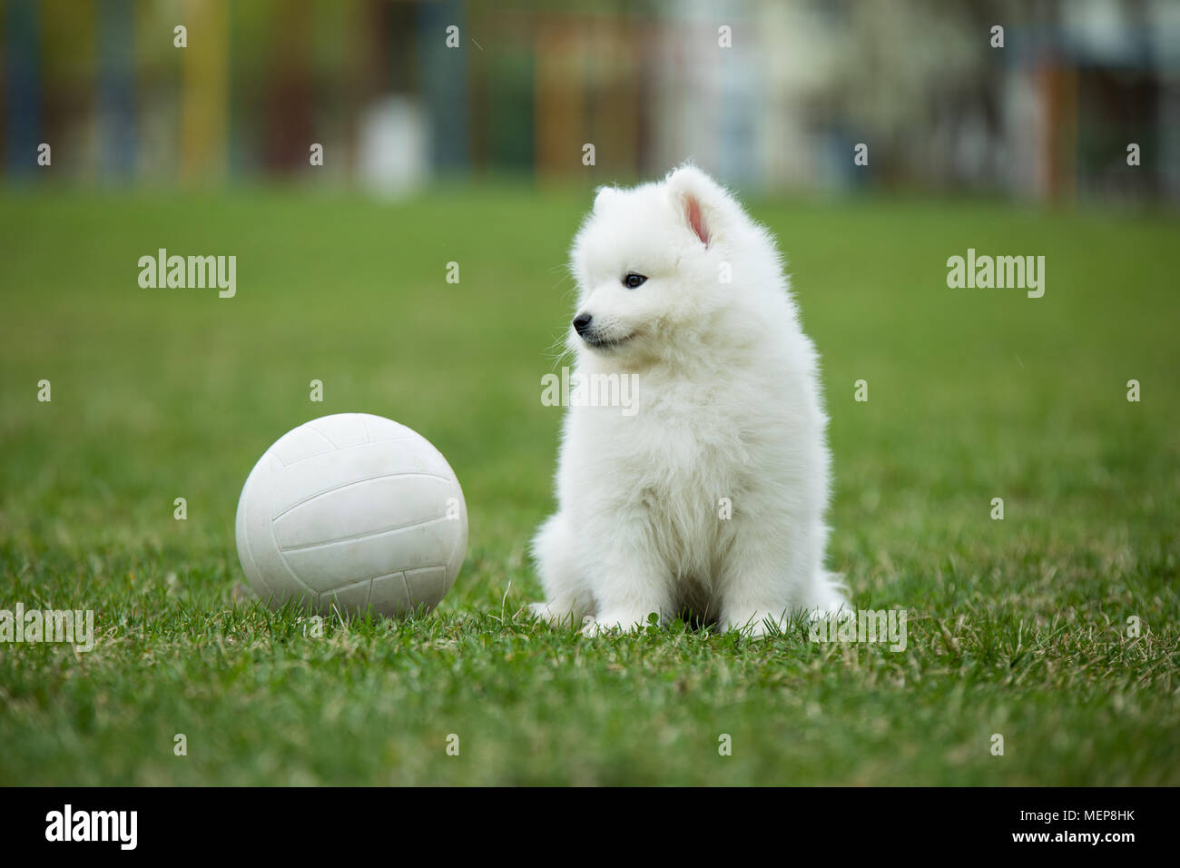 White Samoyed Puppy Dog Stock Photo - Alamy