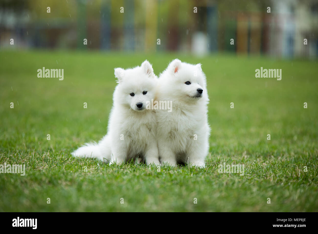 Samoyed puppy hi-res stock photography and images - Alamy