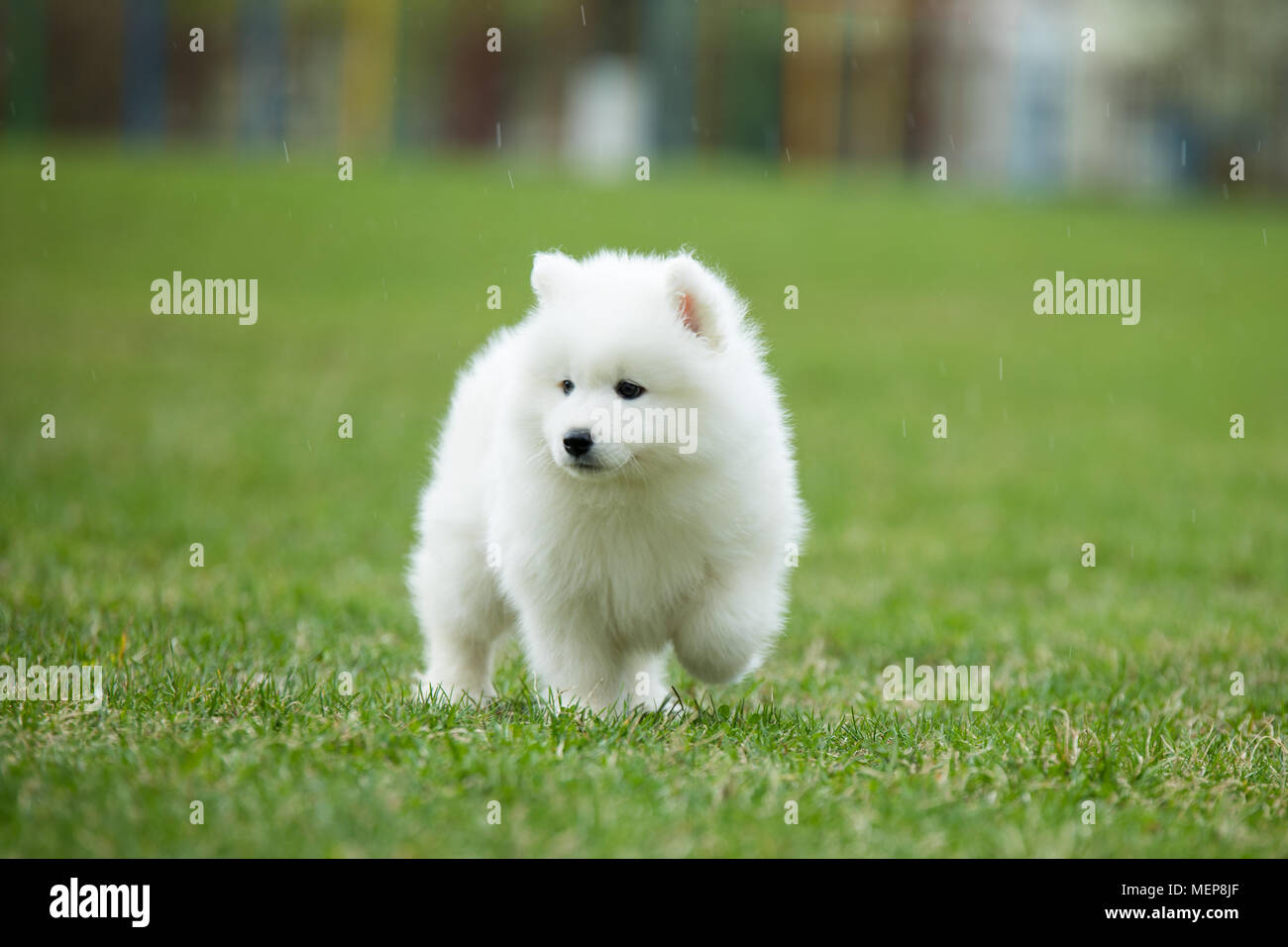 White Samoyed Puppy Dog Stock Photo - Alamy