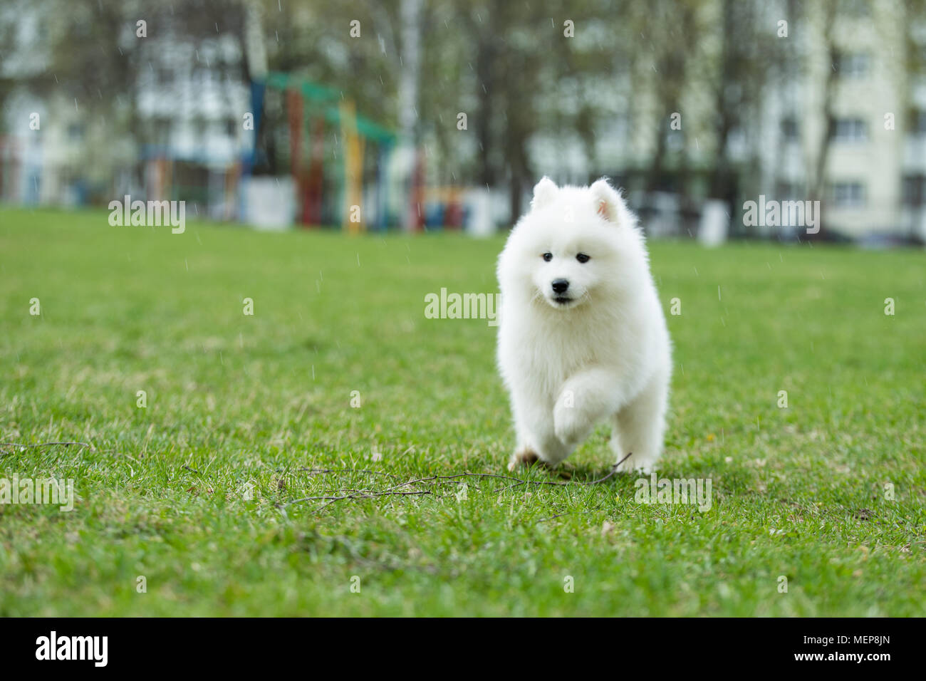 White Samoyed Puppy Dog Stock Photo - Alamy