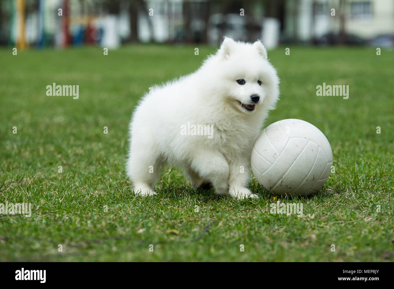 White Samoyed Puppy Dog Stock Photo - Alamy