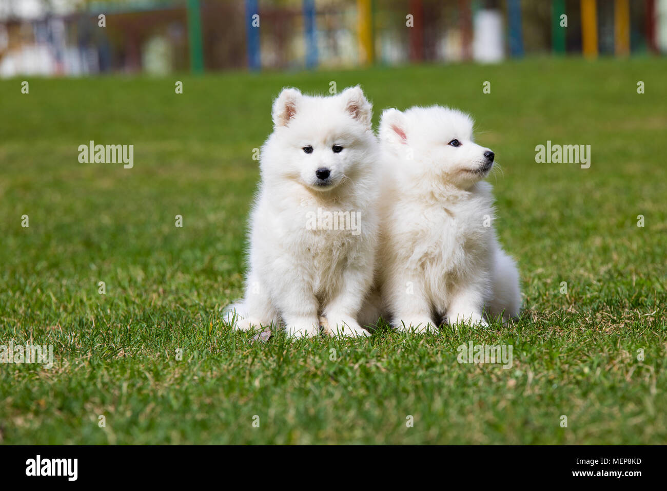 White Samoyed Puppy Dog Stock Photo - Alamy