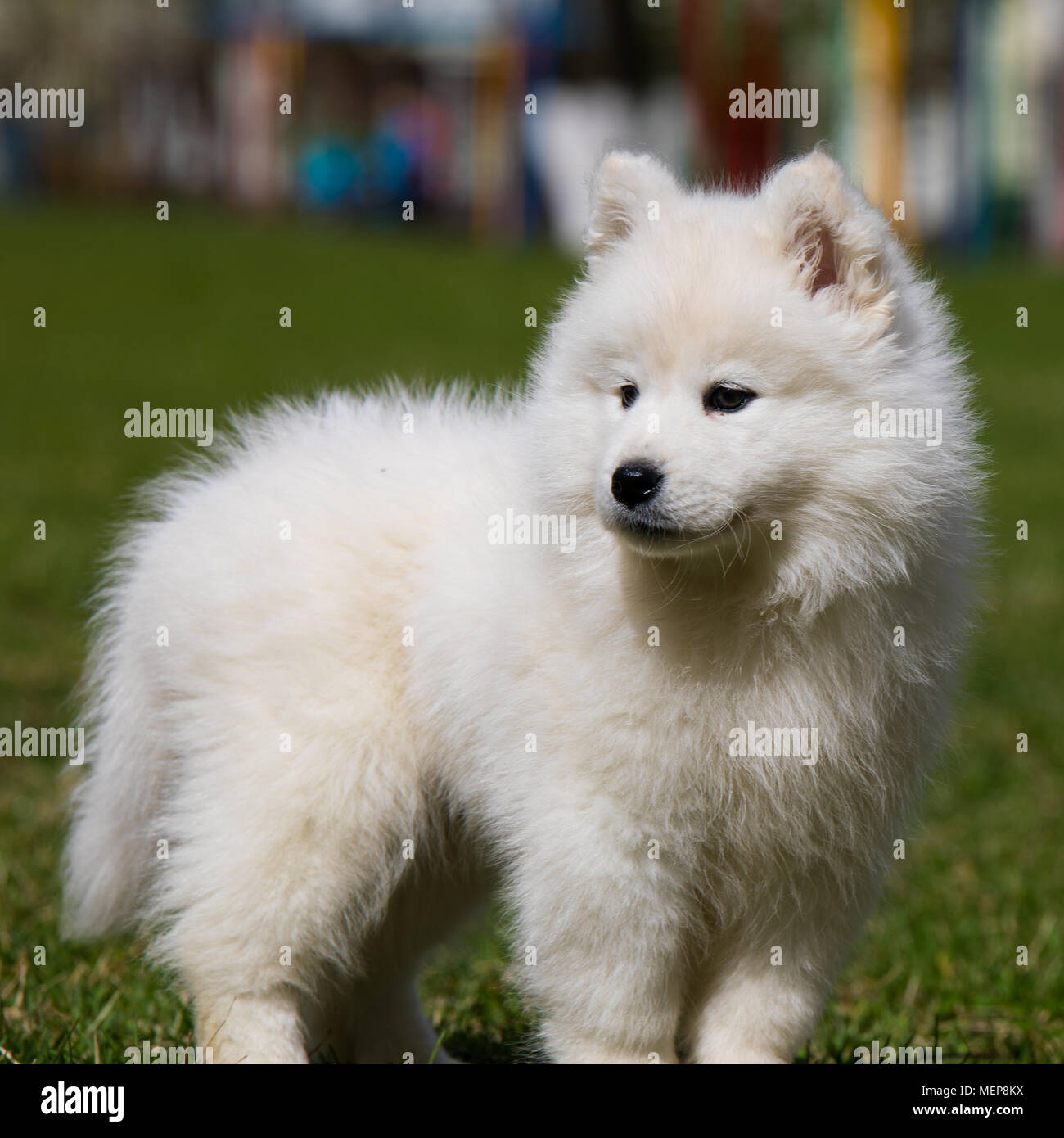 White Samoyed Puppy Dog Stock Photo - Alamy