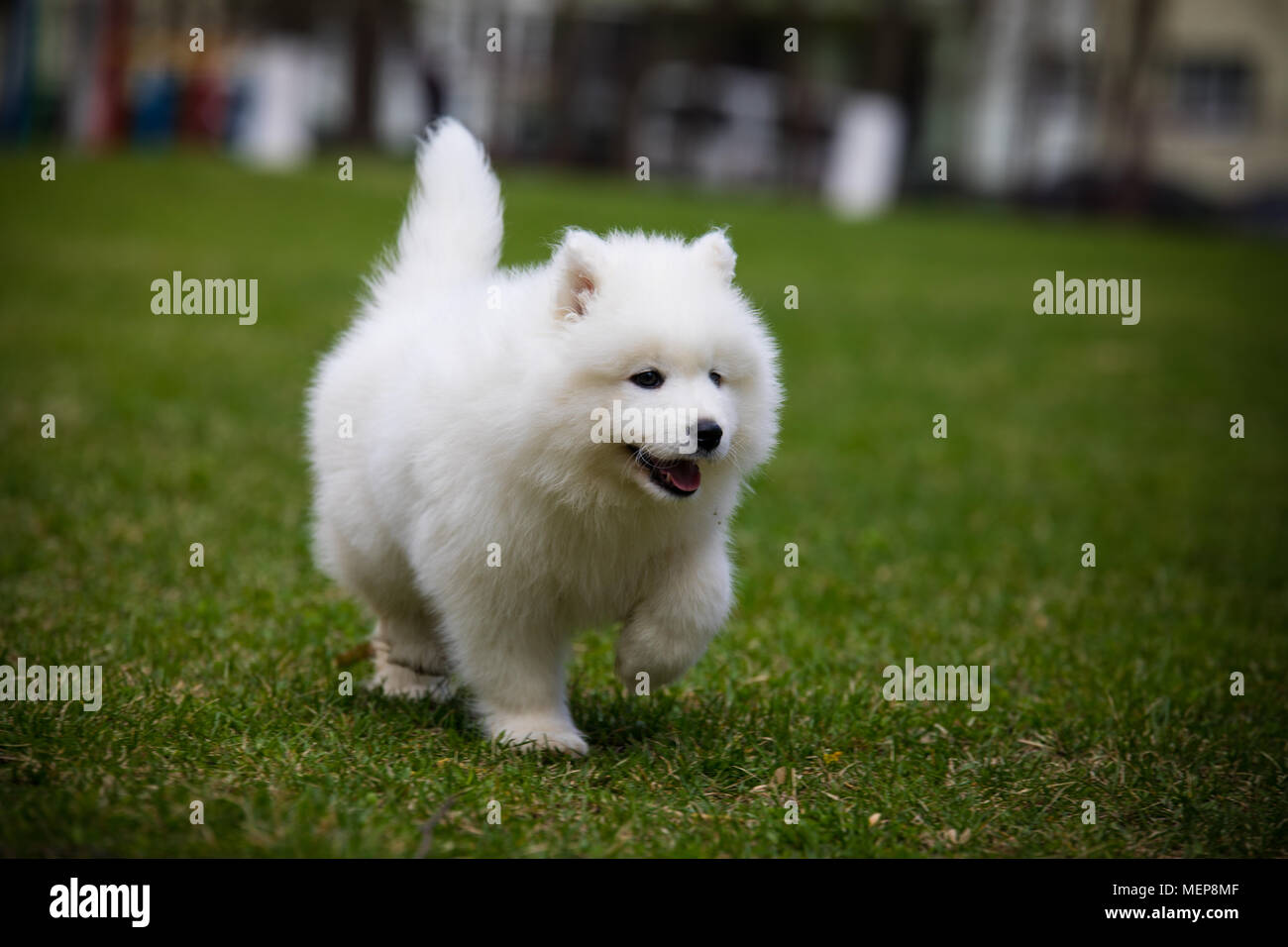 Samoyed puppy hi-res stock photography and images - Alamy