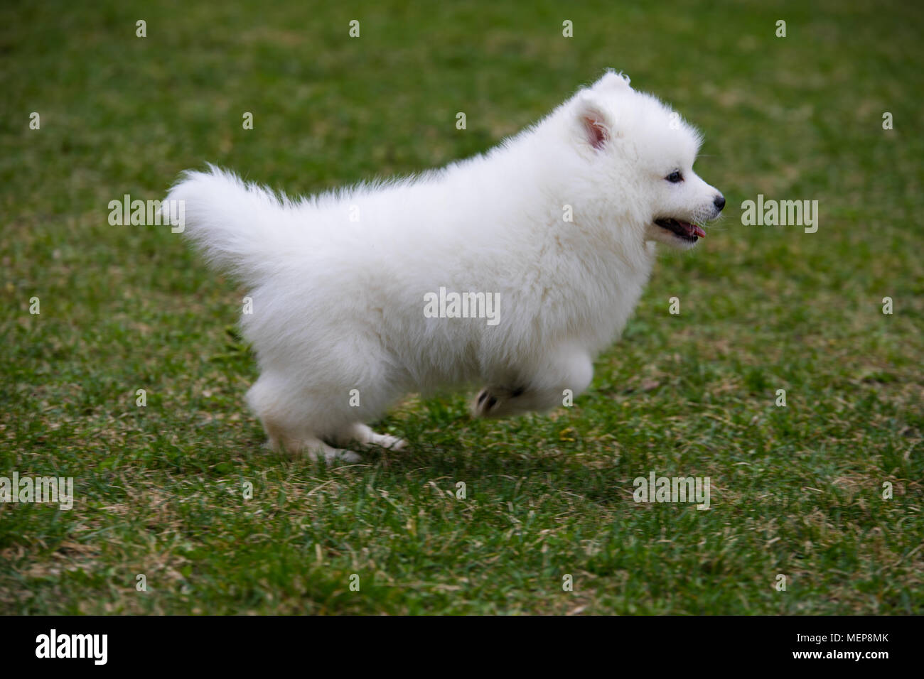 White Samoyed Puppy Dog Stock Photo - Alamy