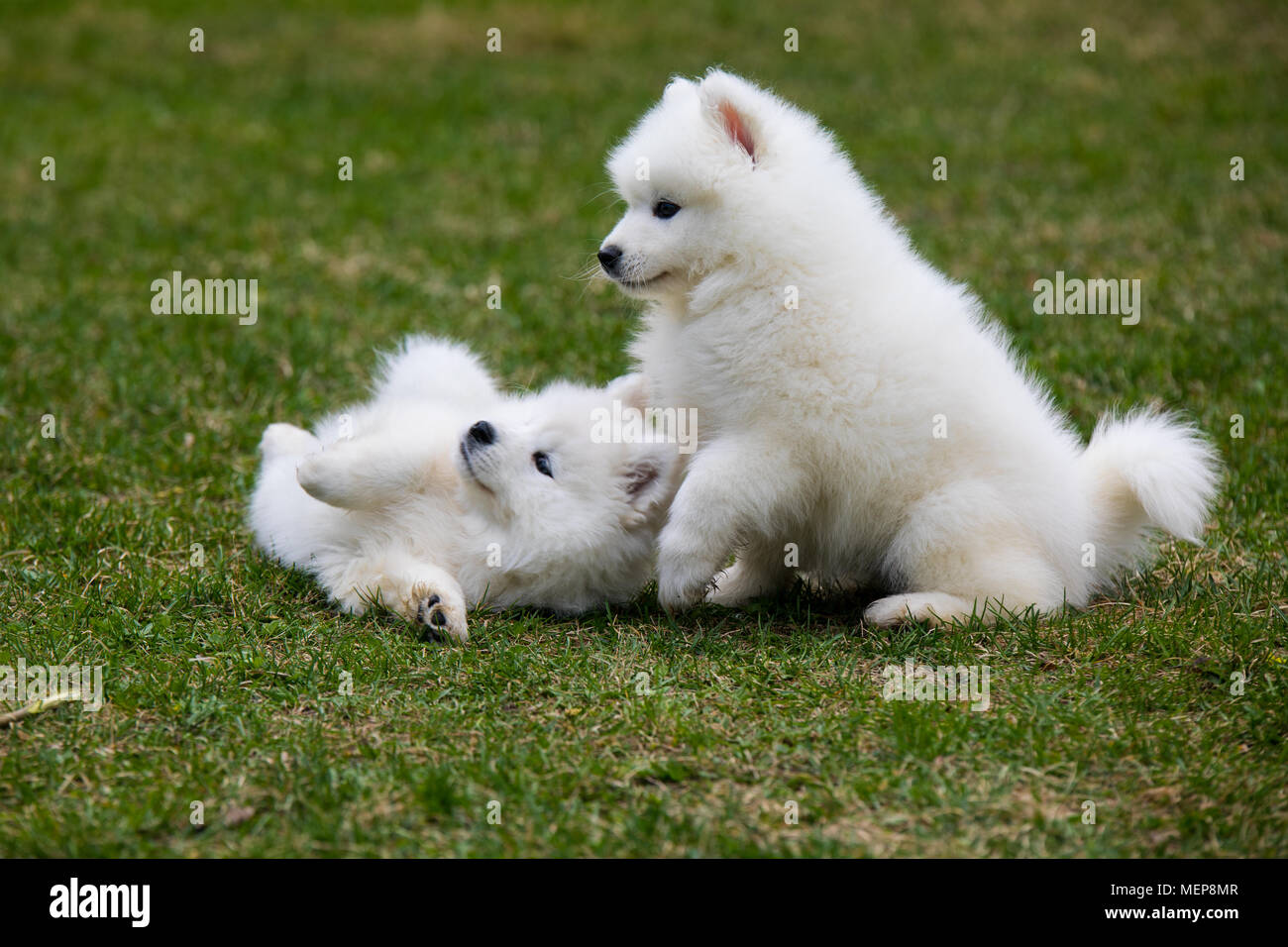 White Samoyed Puppy Dog Stock Photo - Alamy