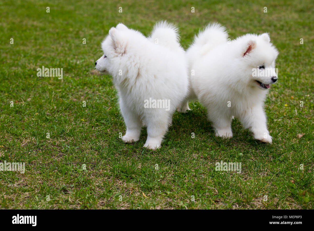 White Samoyed Puppy Dog Stock Photo - Alamy