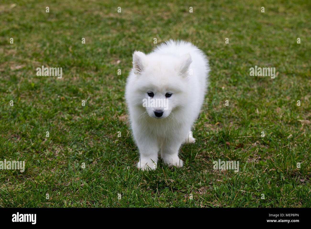 White Samoyed Puppy Dog Stock Photo - Alamy