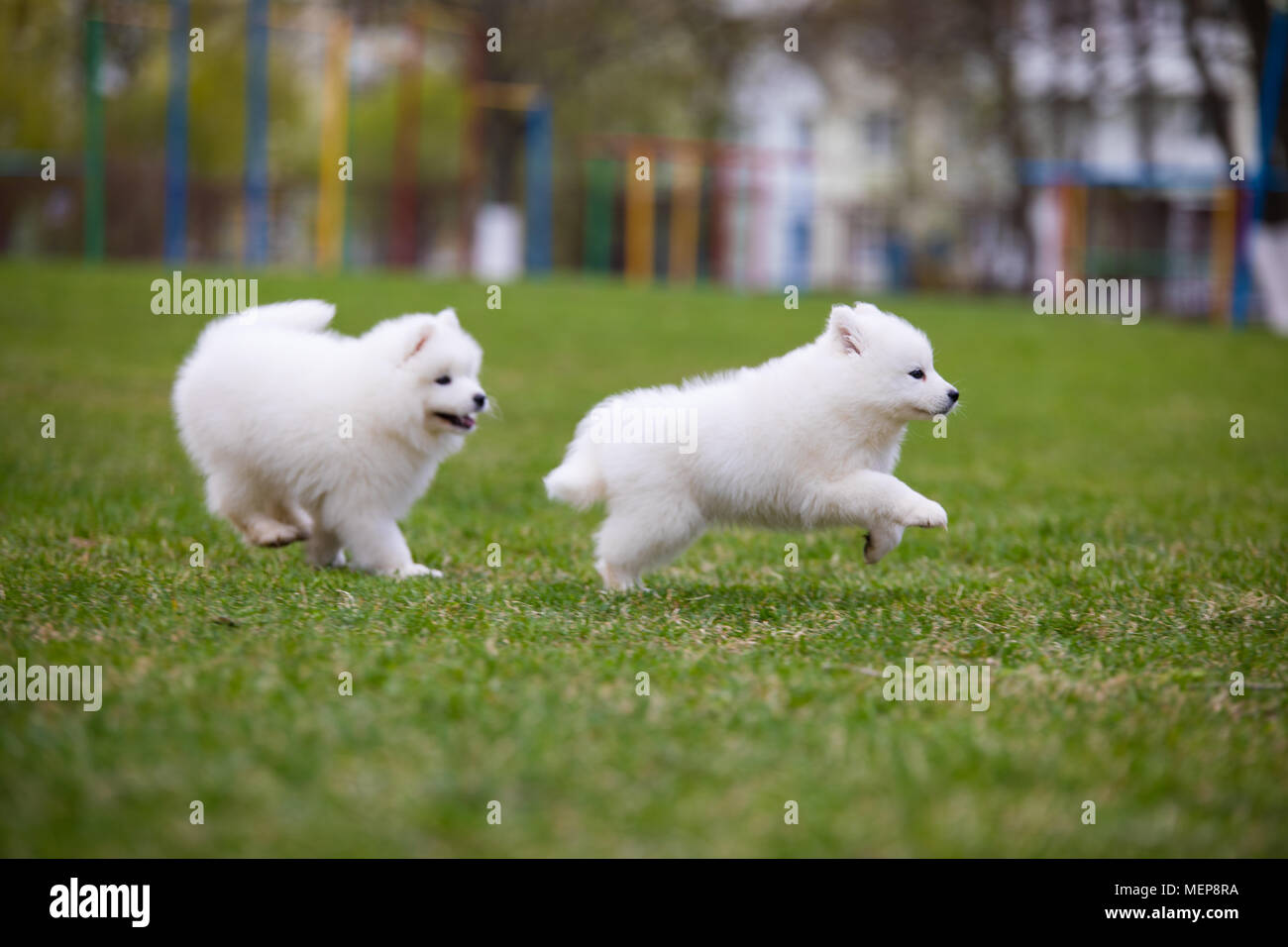 White Samoyed Puppy Dog Stock Photo - Alamy