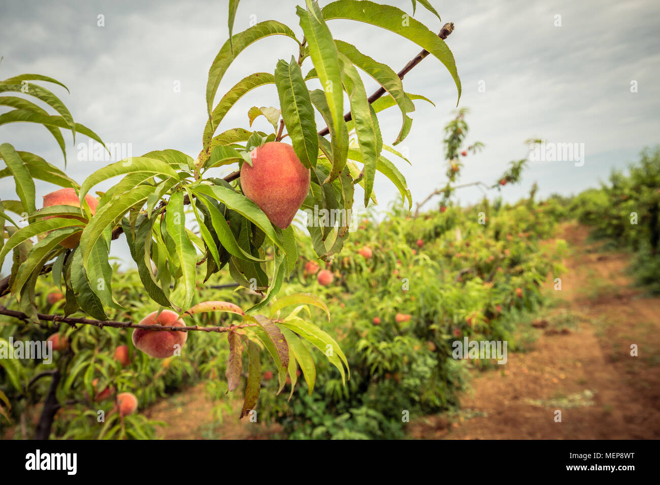Peach orchard hi-res stock photography and images - Alamy
