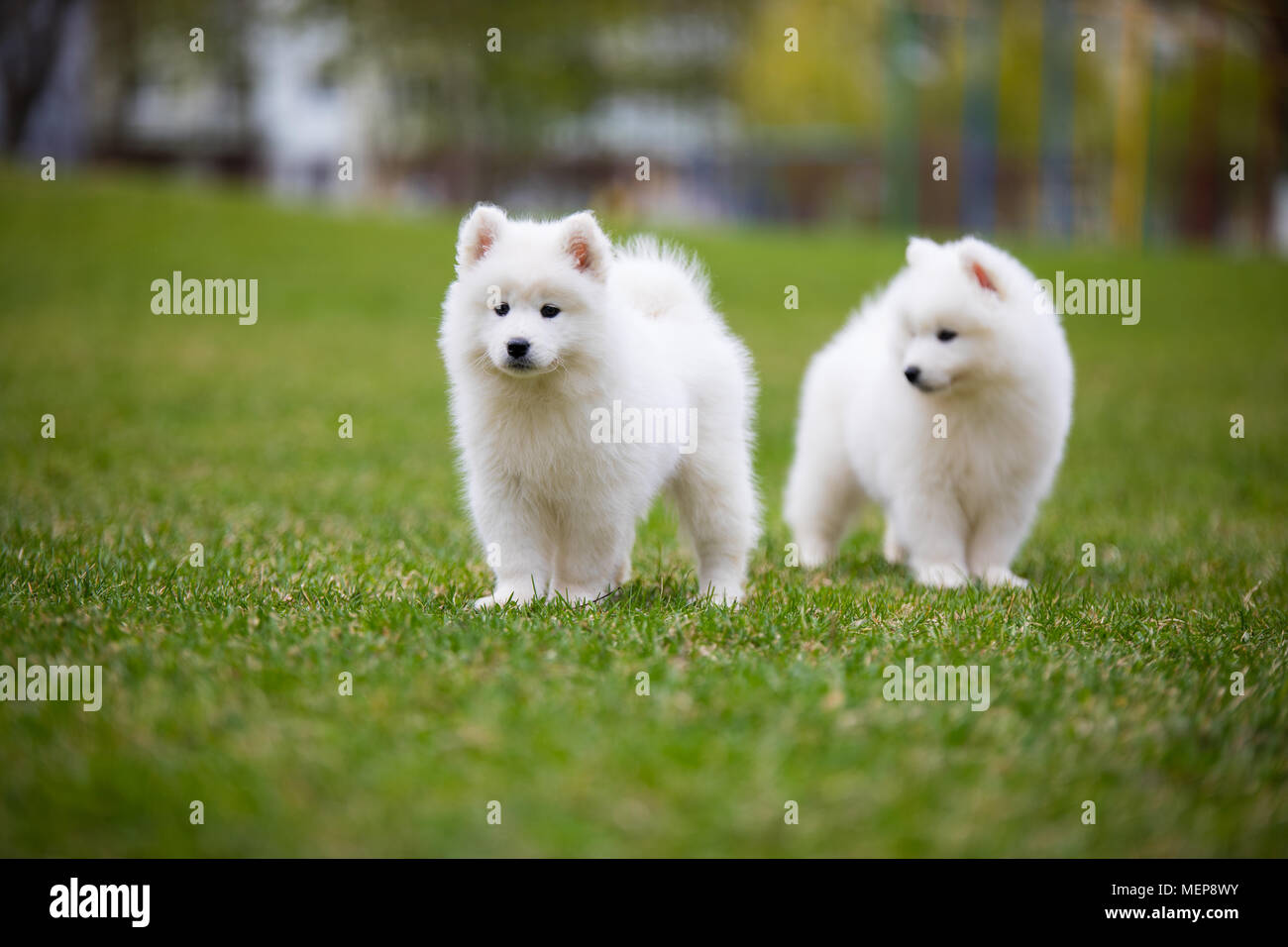 White Samoyed Puppy Dog Stock Photo - Alamy