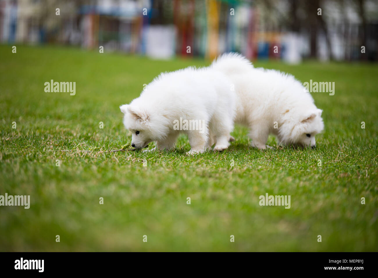 White Samoyed Puppy Dog Stock Photo - Alamy