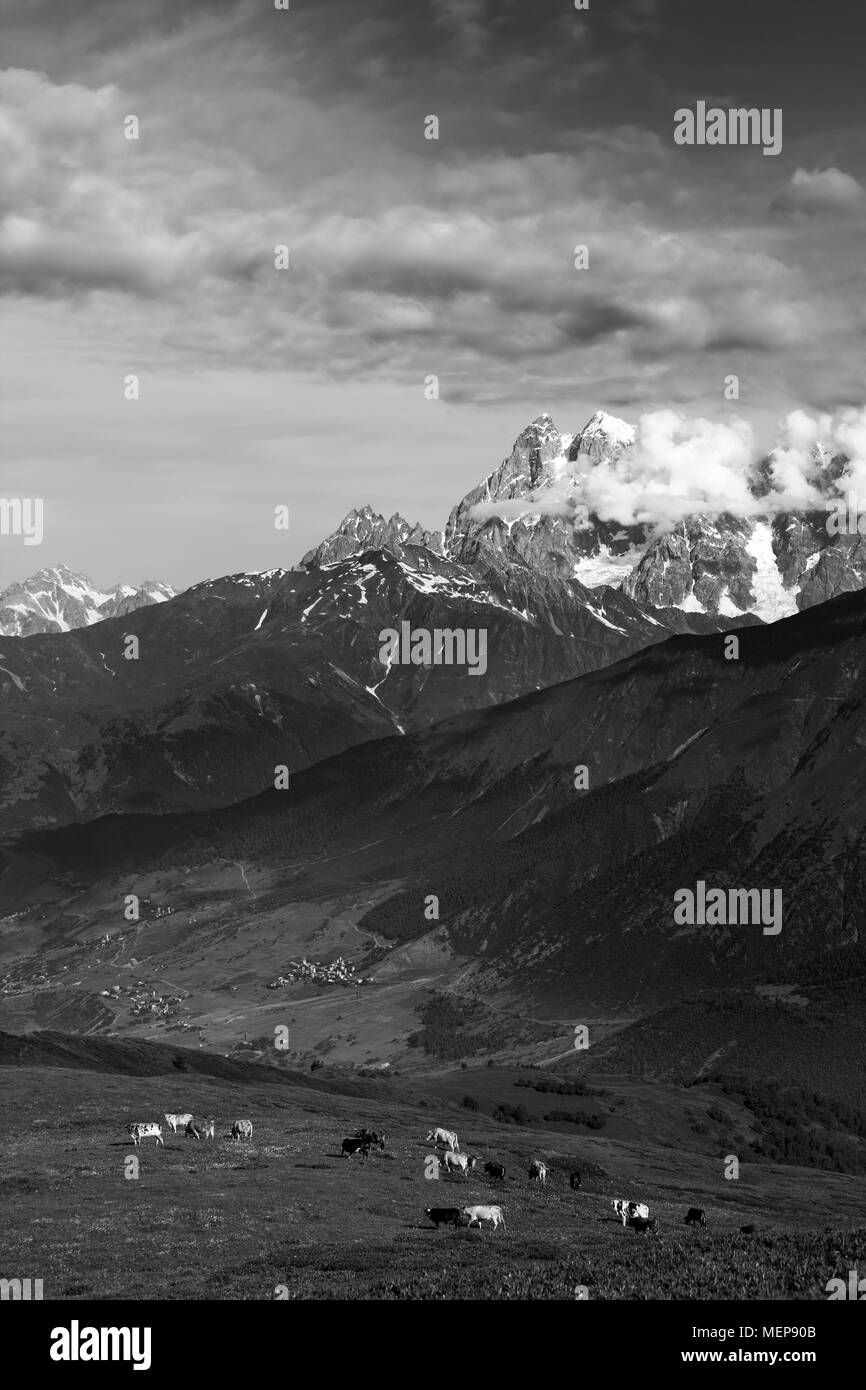 Animal on slope Black and White Stock Photos & Images - Alamy