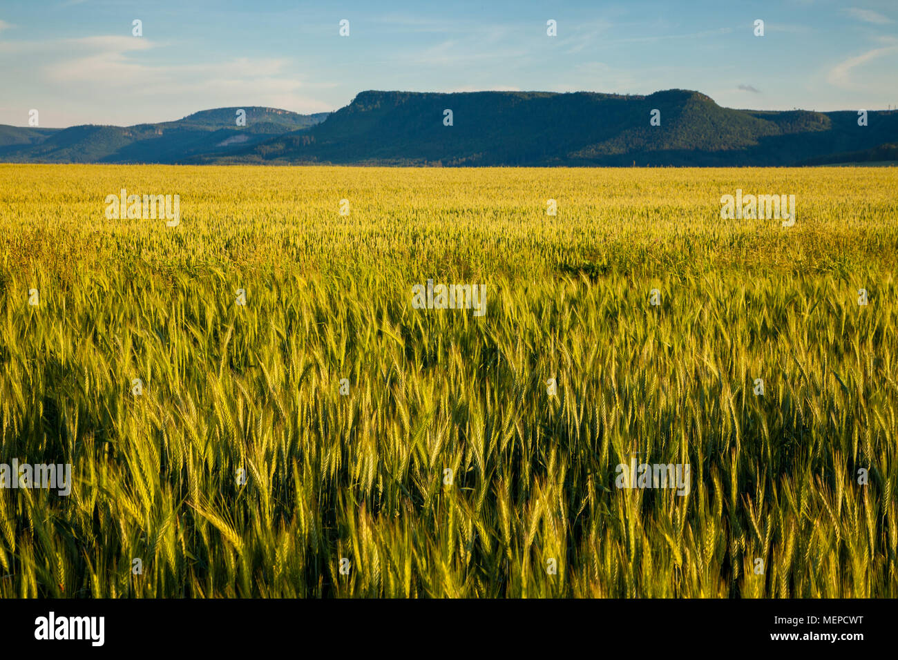 Wheat fields in summer northern Bohemia near Broumov, Czech Republic ...