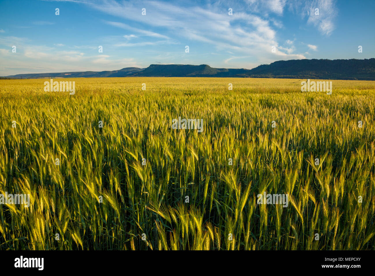 Wheat fields in summer northern Bohemia near Broumov, Czech Republic ...
