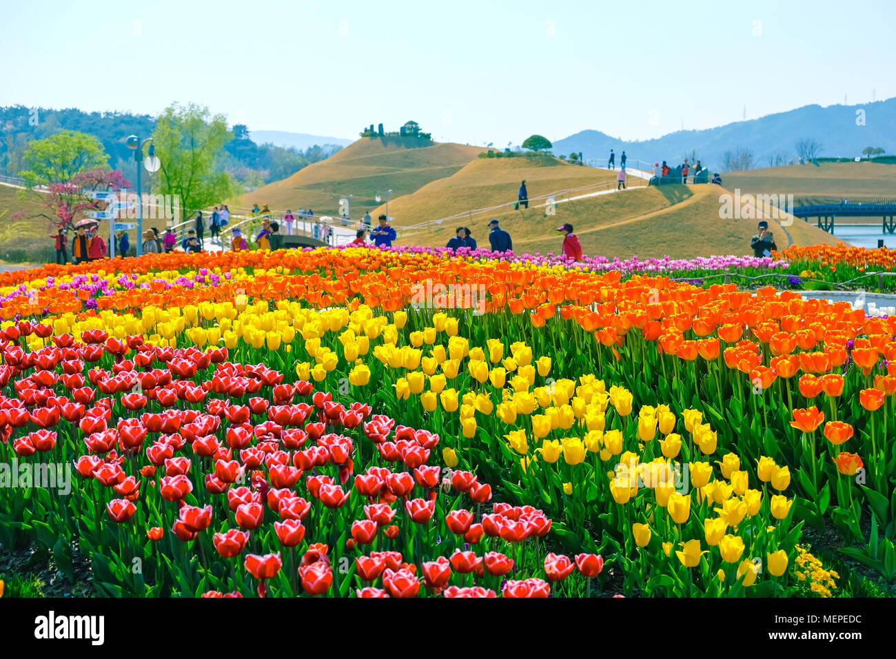 Tourist traveling at Suncheonman bay international garden in Suncheon ...