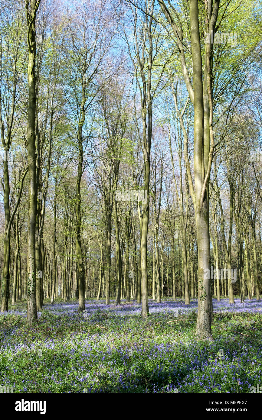 Wepham hi-res stock photography and images - Alamy