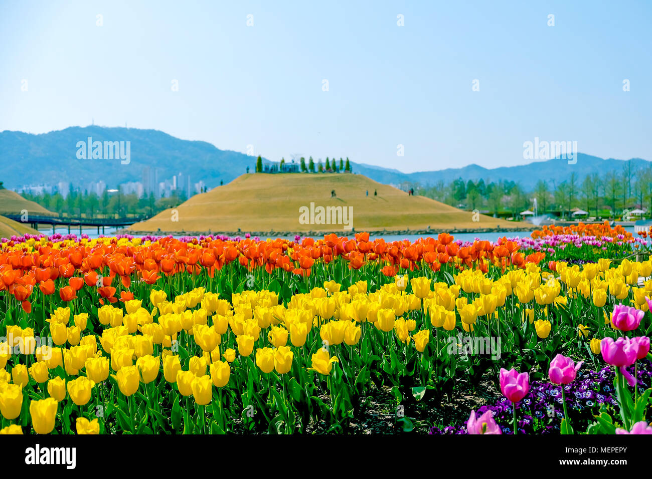 Suncheonman bay international garden in Suncheon city of South Korea ...
