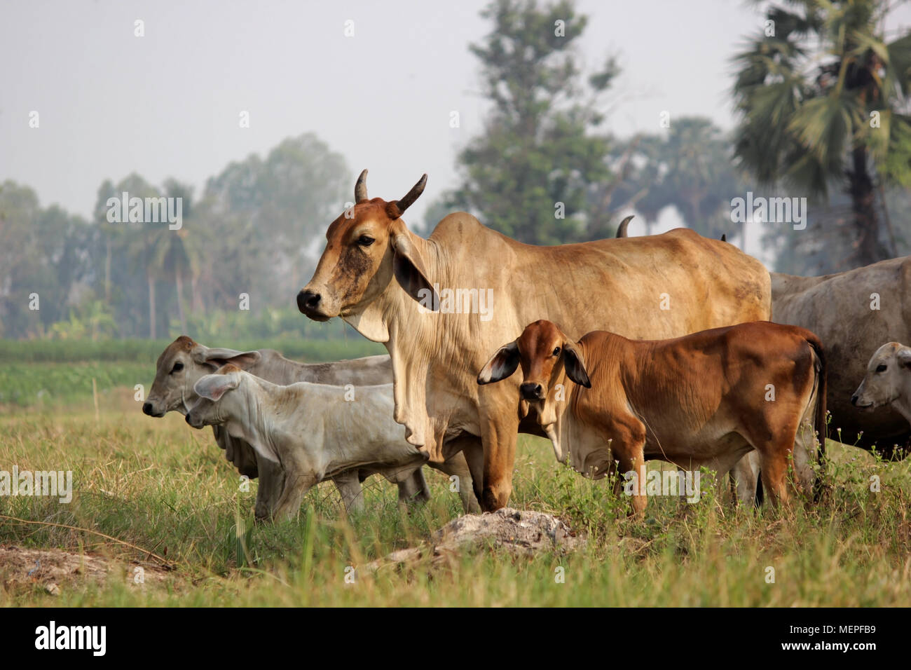 Asian cows hi-res stock photography and images - Alamy