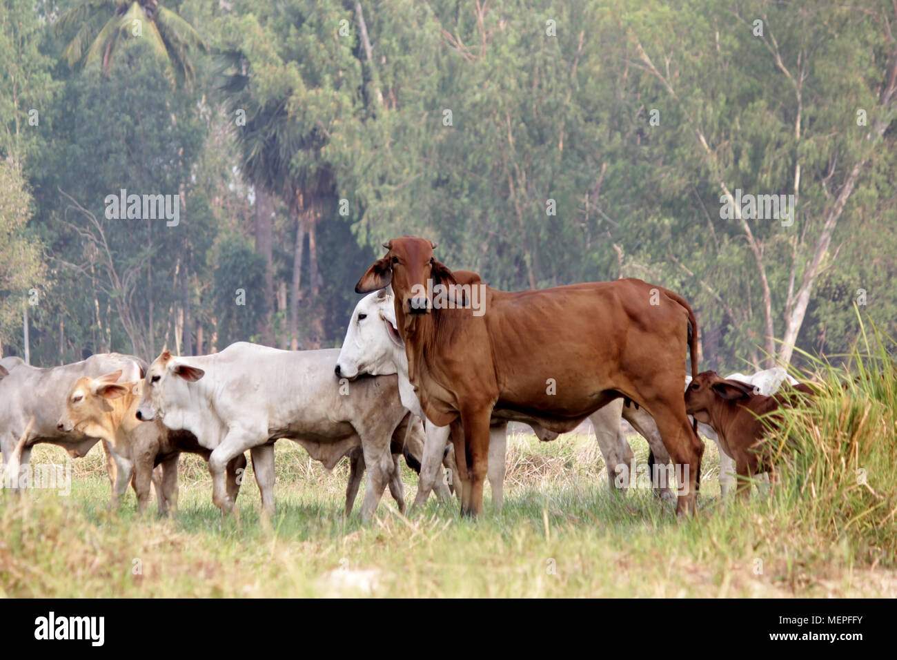 Asian cows hi-res stock photography and images - Alamy