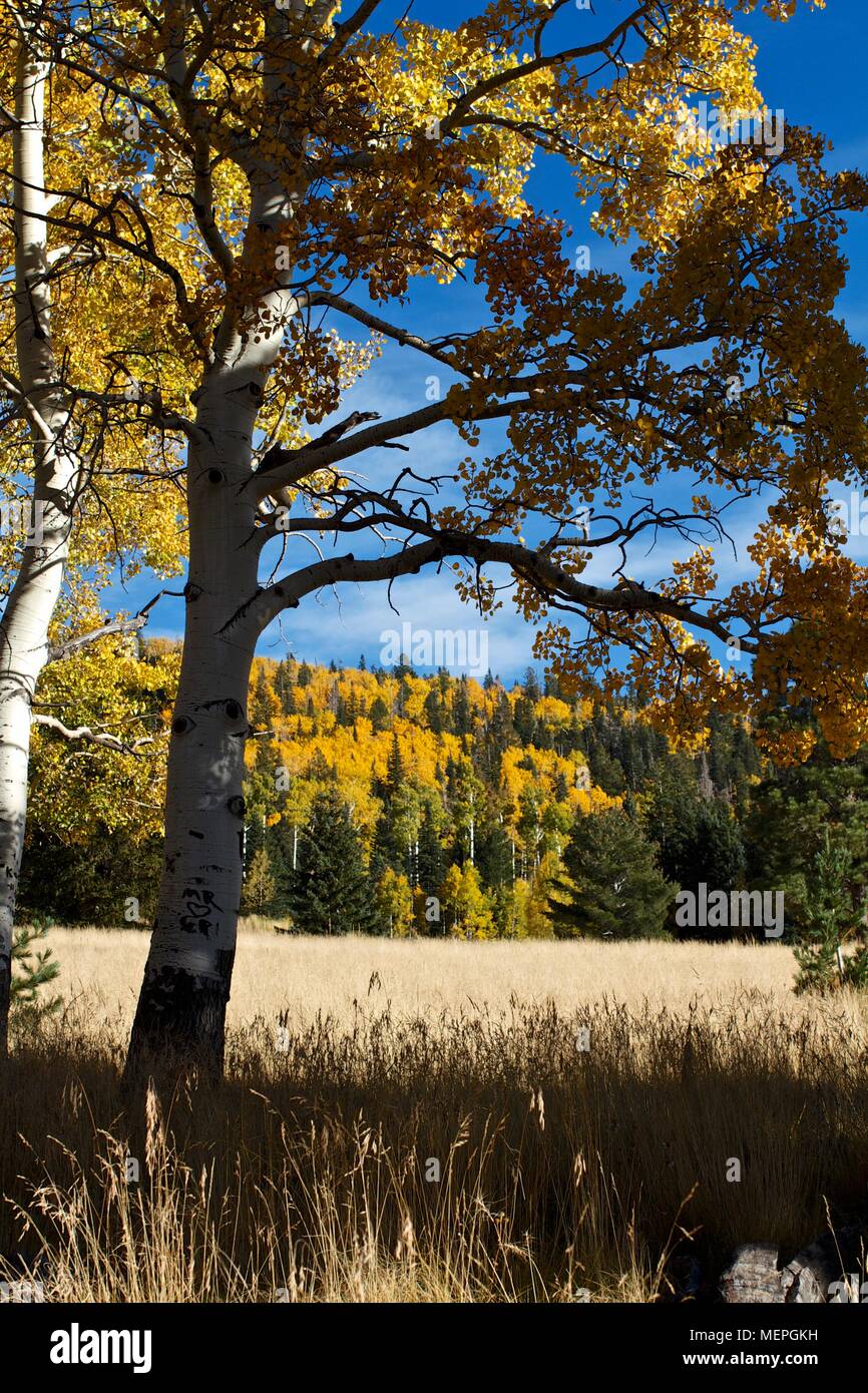 Fall colors in the Sedona/Flagstaff regions Stock Photo - Alamy