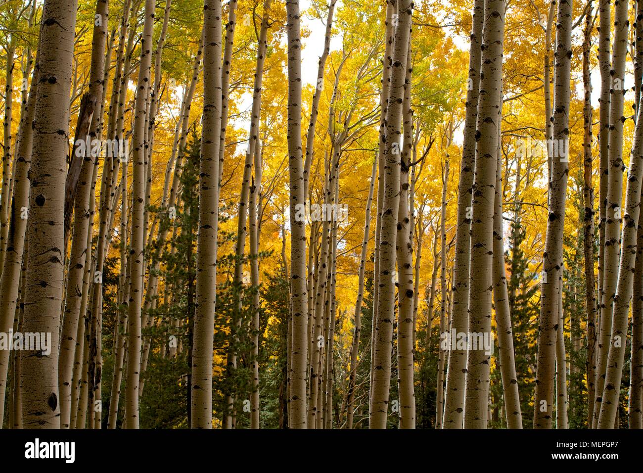 Fall colors in the Sedona/Flagstaff regions Stock Photo - Alamy