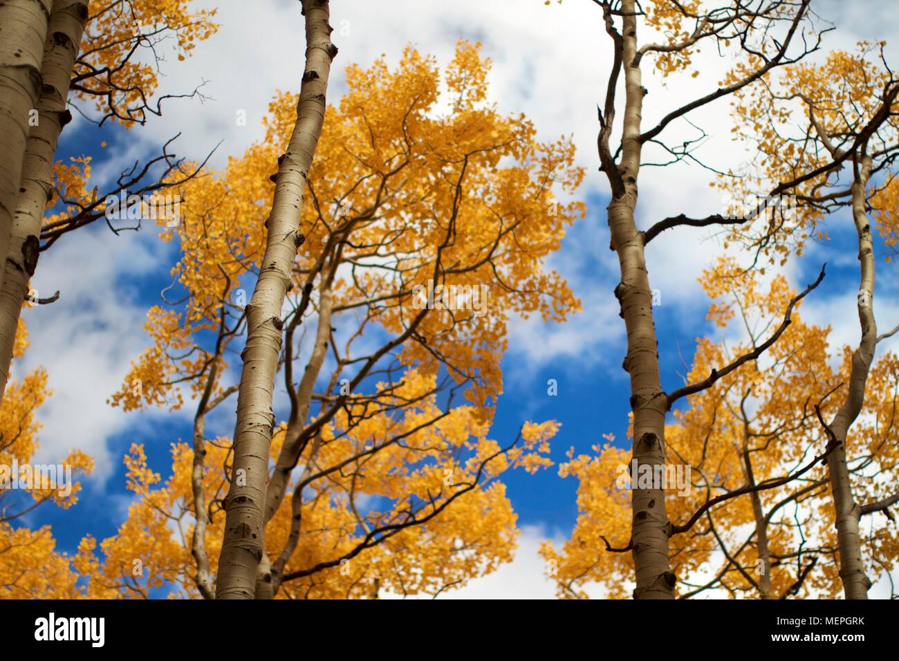 Fall colors in the Sedona/Flagstaff regions Stock Photo - Alamy