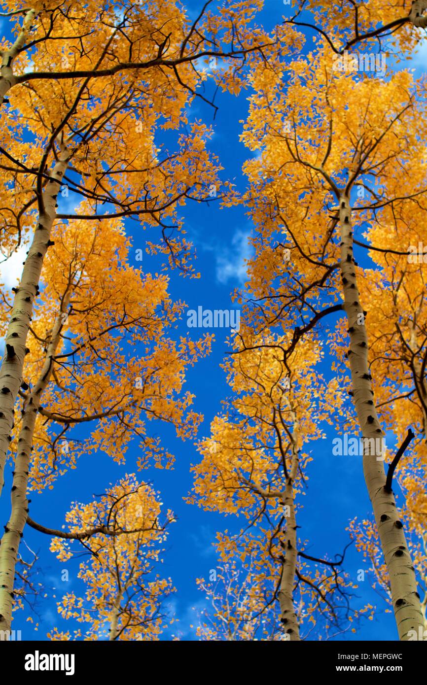 Fall colors in the Sedona/Flagstaff regions Stock Photo - Alamy