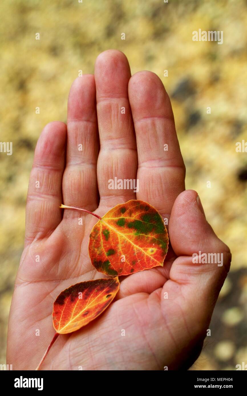 Autumn leaves held in hand Stock Photo - Alamy