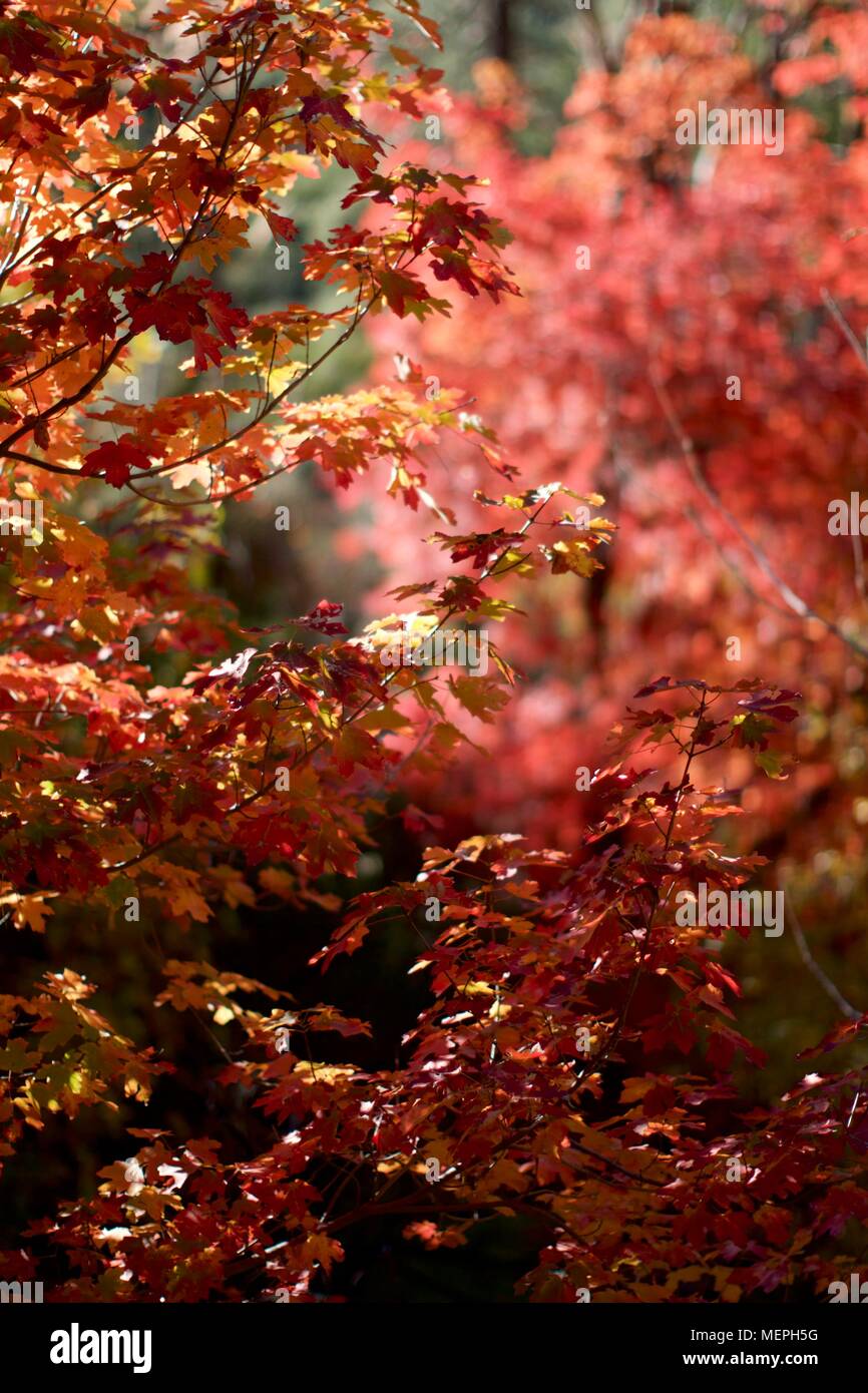 Fall colors in the Sedona/Flagstaff regions Stock Photo - Alamy