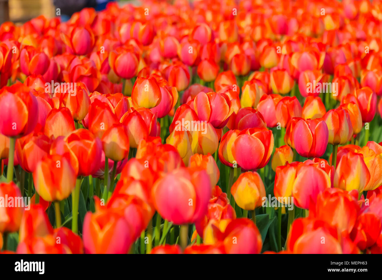 Beautiful tulips flower in the garden of South Korea Stock Photo - Alamy