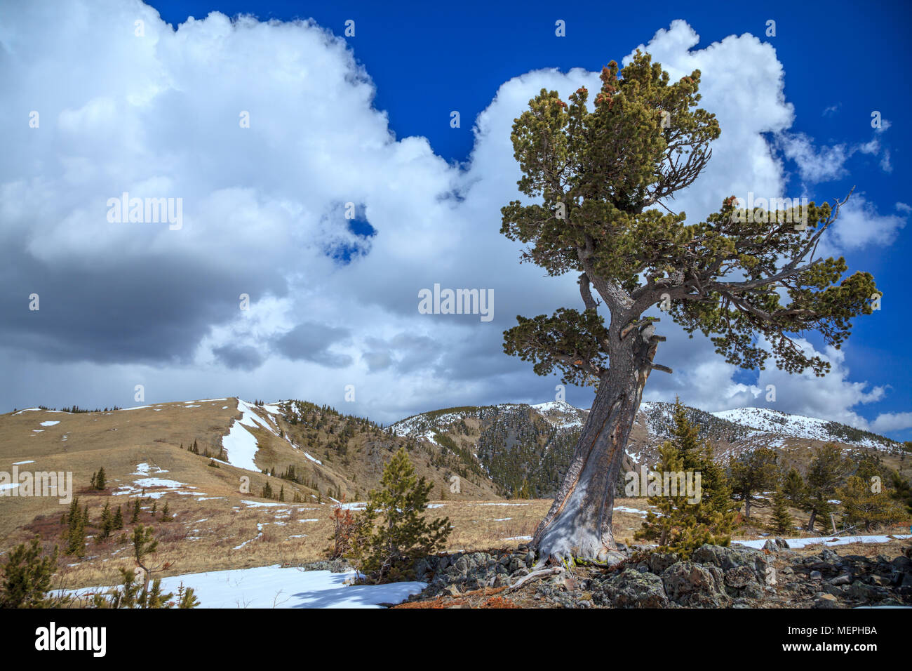 Limber pine hi-res stock photography and images - Alamy
