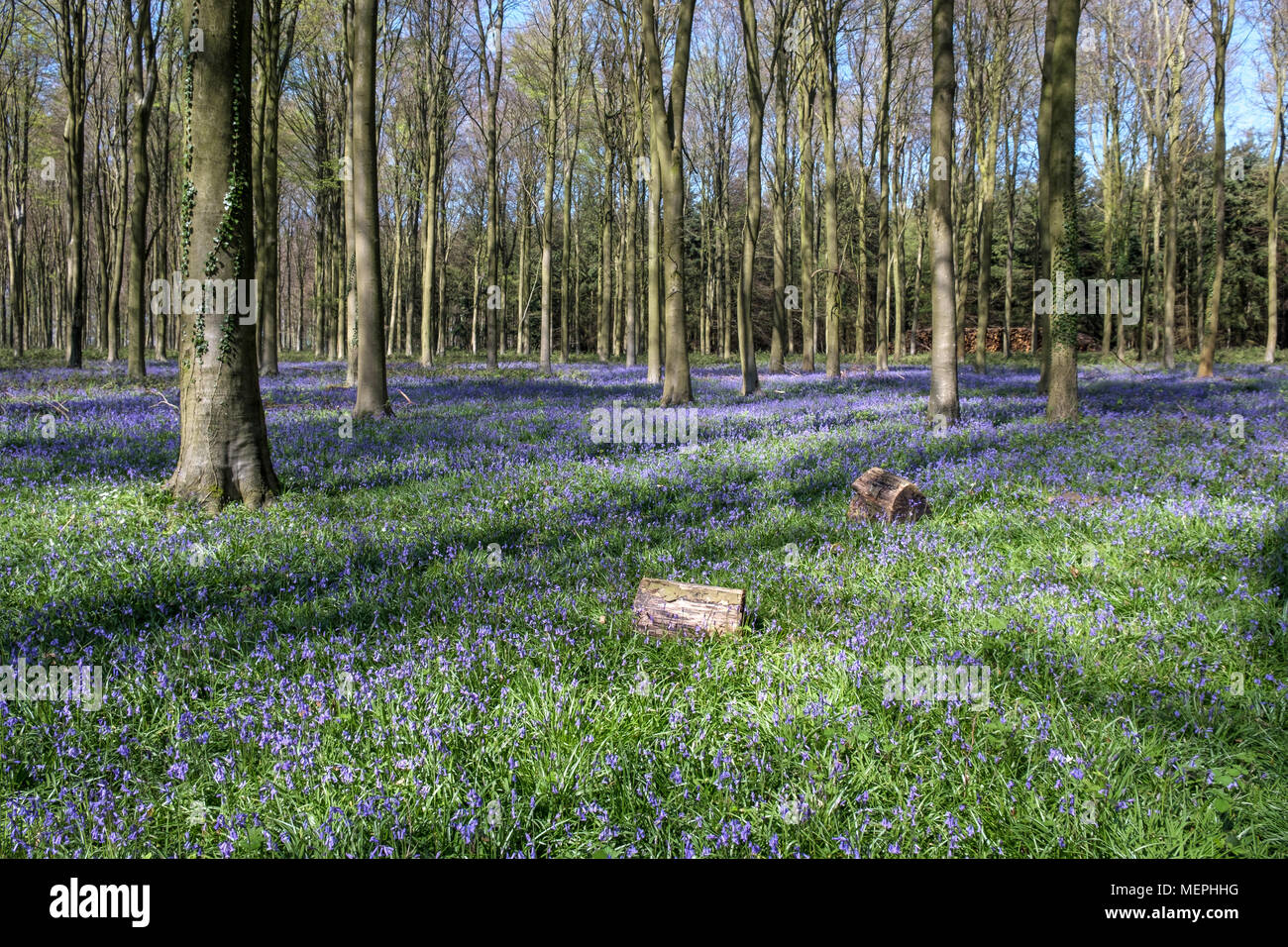 Bluebells in Wepham Wood Stock Photo - Alamy