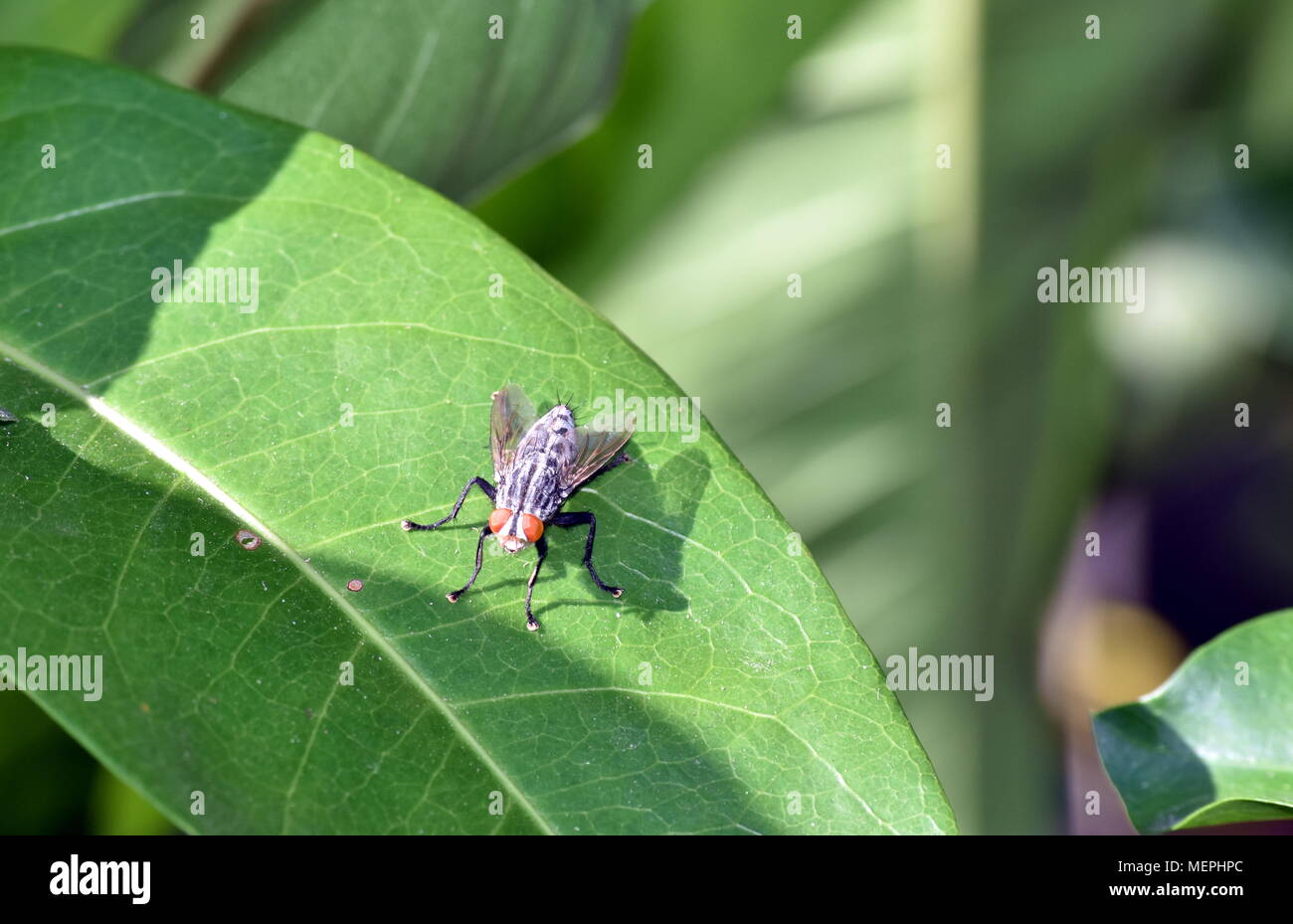 Fly with red thorax hi-res stock photography and images - Alamy