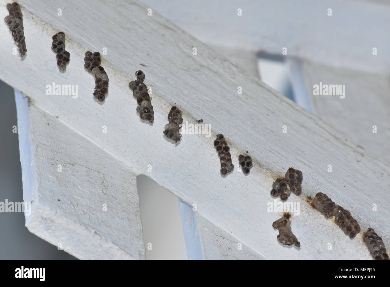 Mud dauber wasp species hi-res stock photography and images - Alamy