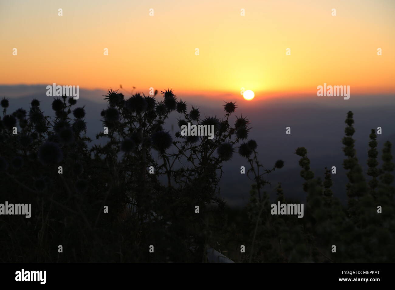 Flora de israel hi-res stock photography and images - Alamy