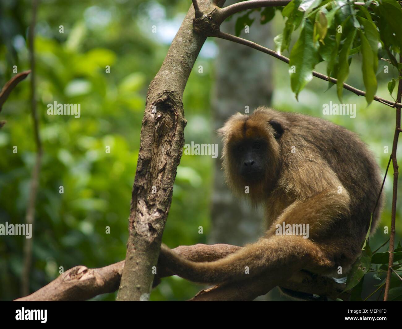 Rainforest canopy with monky hi-res stock photography and images - Alamy