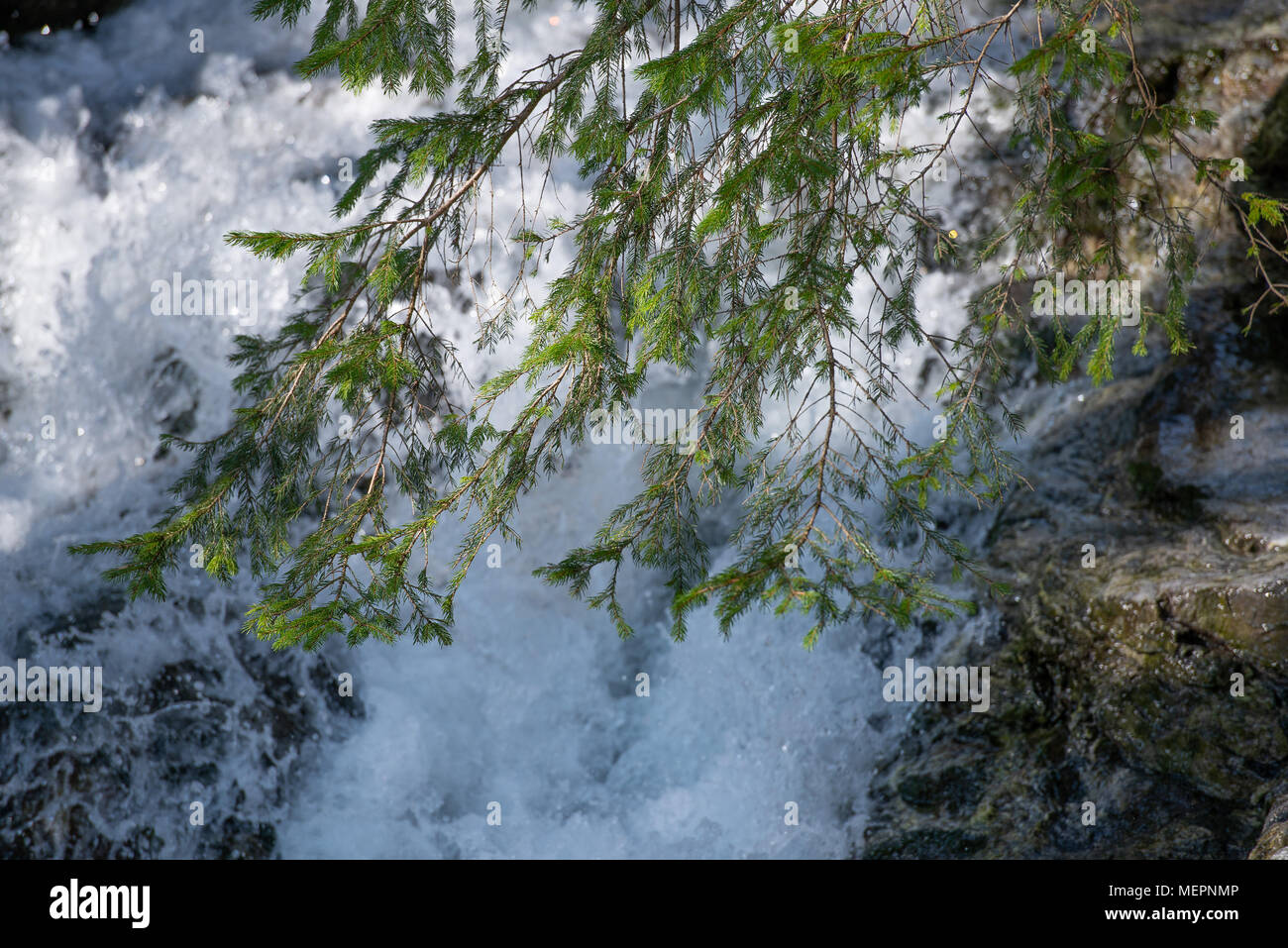 pine tree in spring with river background Stock Photo - Alamy