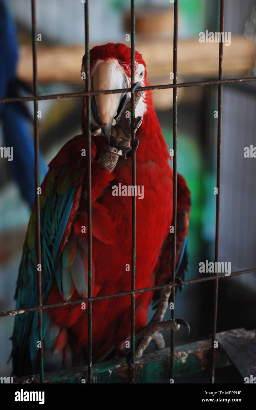 Colorful Parrot - Red Blue Orange Macaw at the Zoo Stock Photo - Alamy