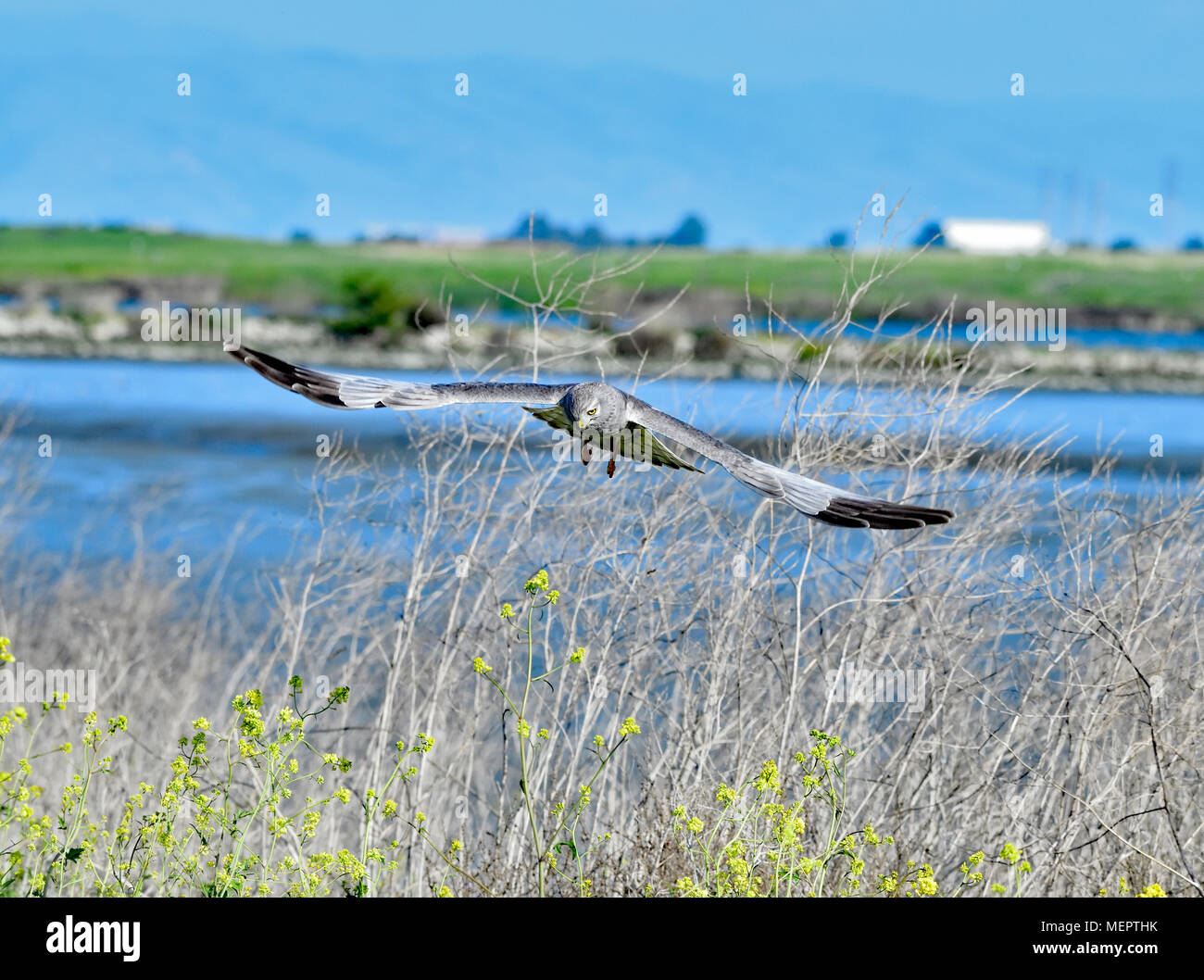 Hawaiian hawk hi-res stock photography and images - Alamy