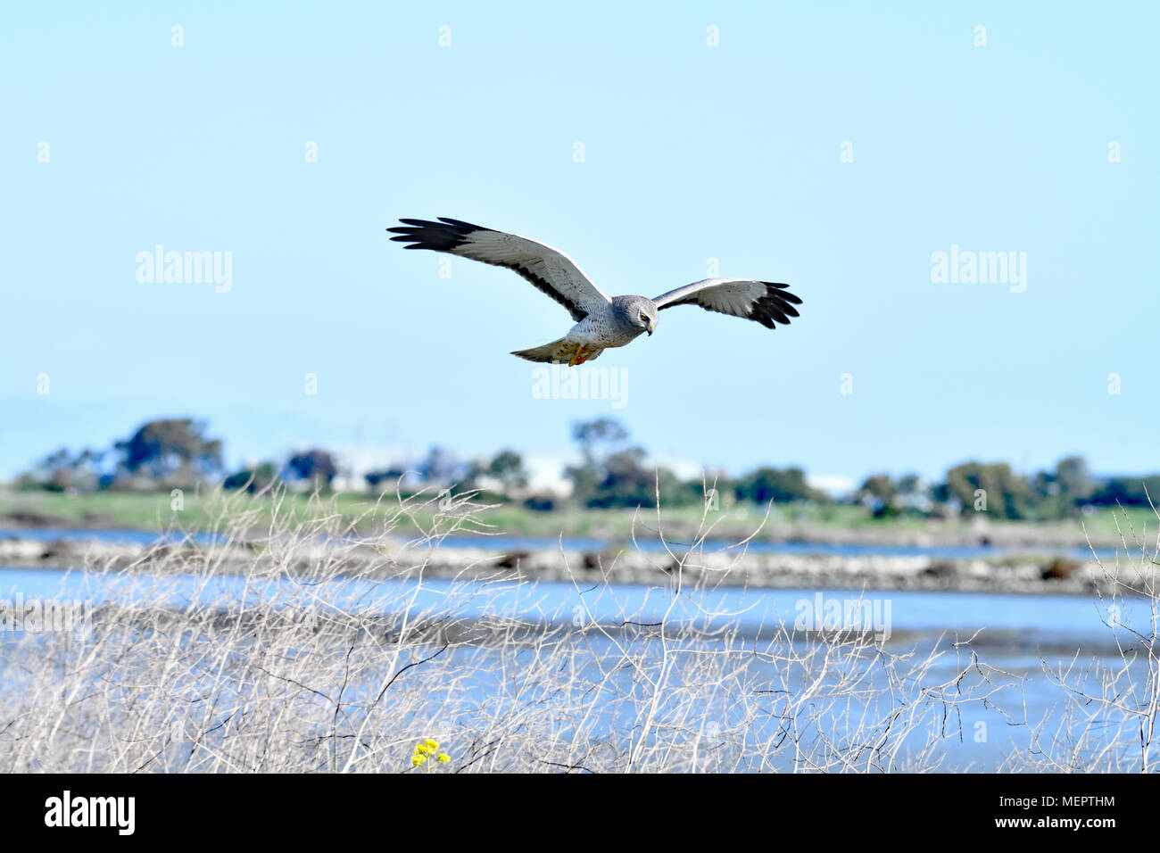 A Hawk Hovering Low Stock Photo - Alamy