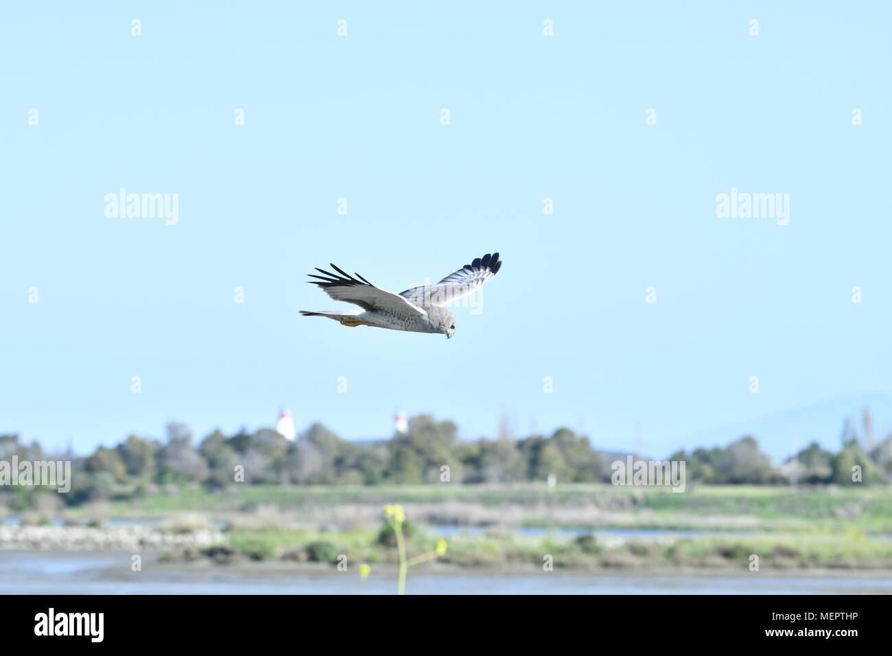 Hawaiian hawk hi-res stock photography and images - Alamy