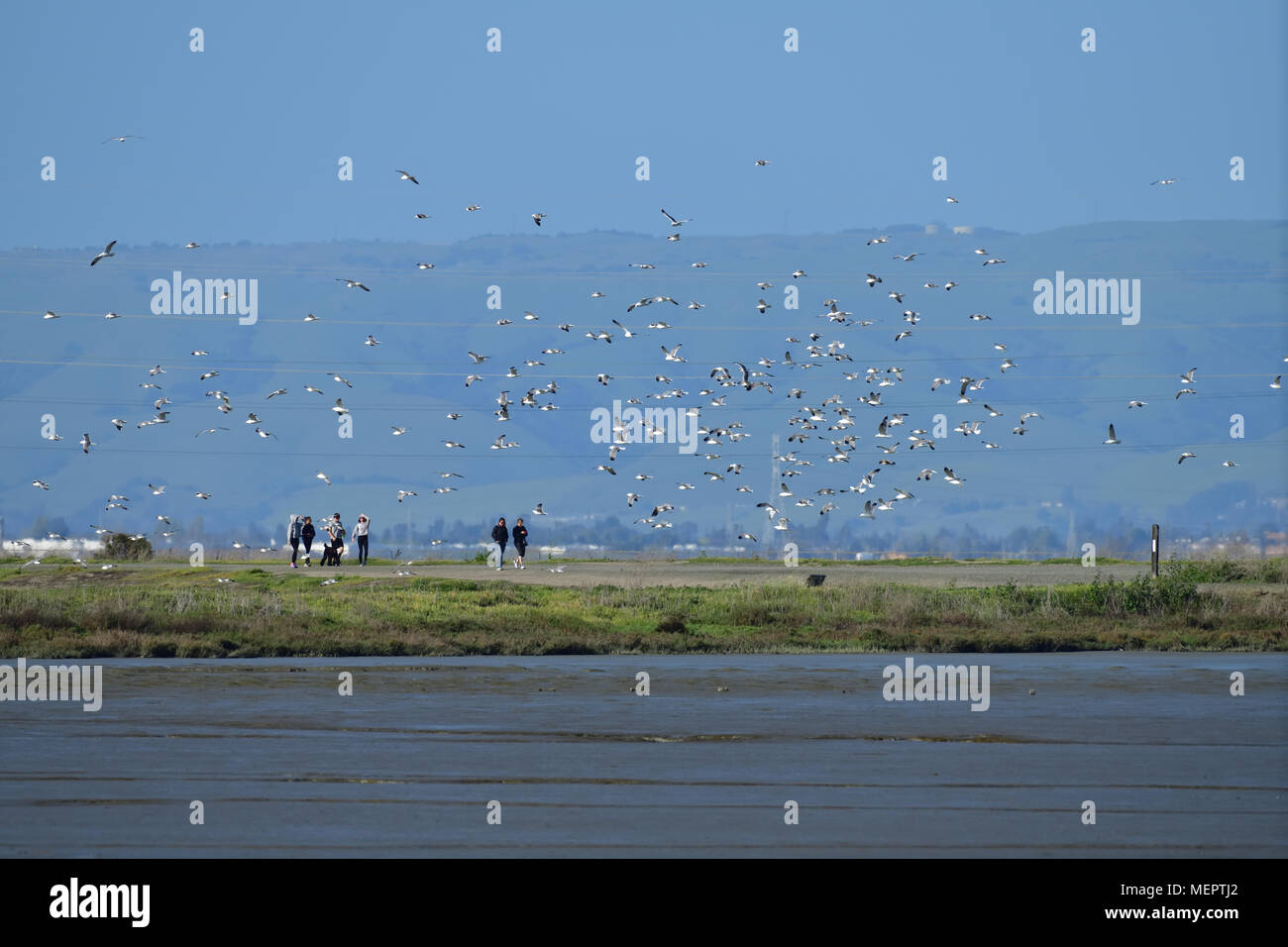 Thousands of birds hi-res stock photography and images - Alamy