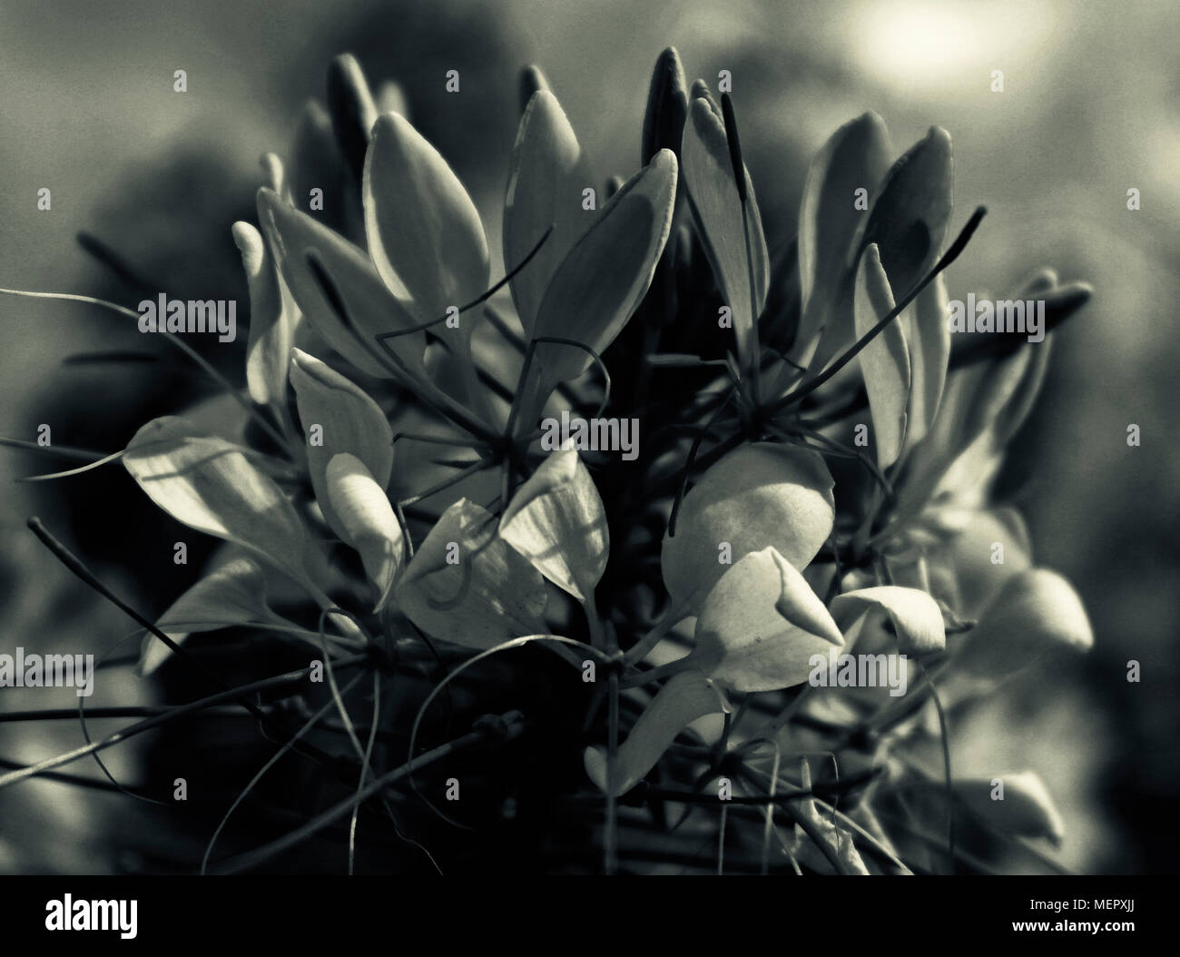 Spider flower. Monochrome. Flower. Garden flower. Floral background ...