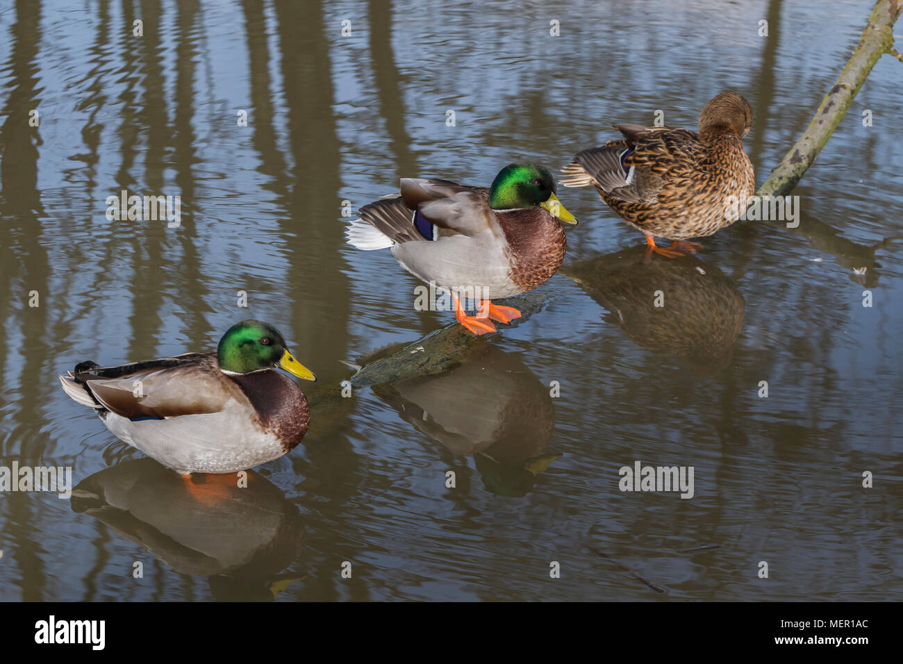 Three mallards hi-res stock photography and images - Alamy