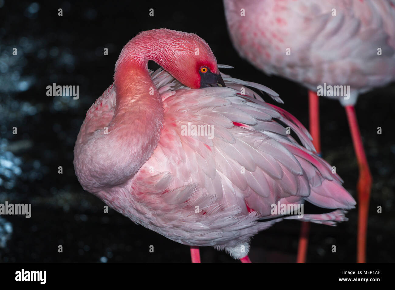 Lesser Flamingo at Slimbridge Stock Photo - Alamy